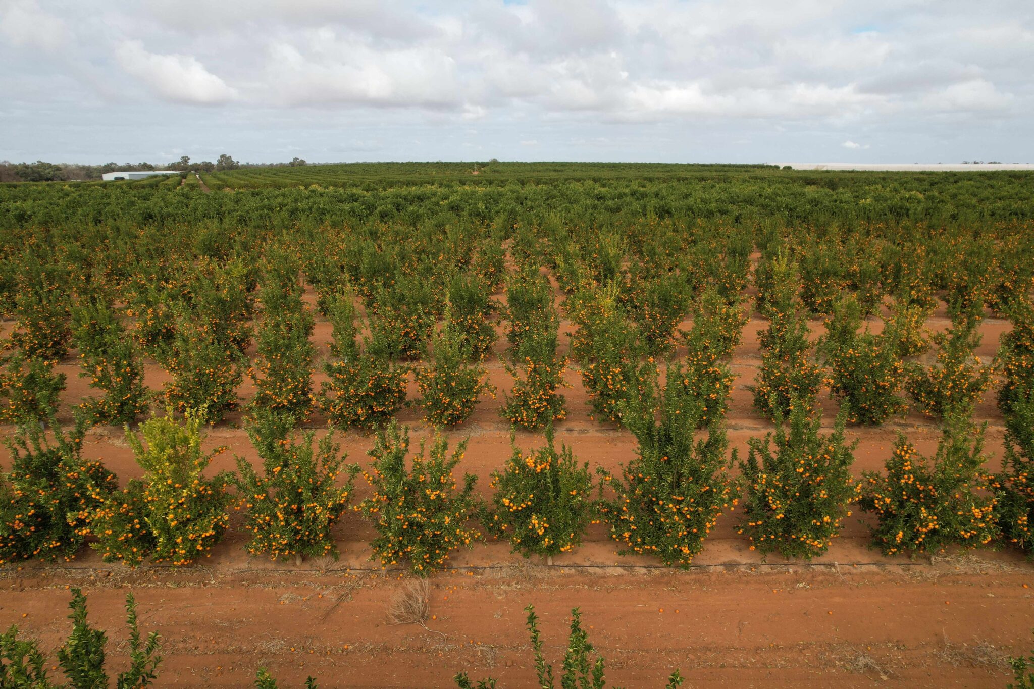 Fruitful Investment: Scalable Citrus Portfolio Spanning Three States up ...